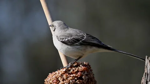 A Northern Mockingbird eating at a backy... | Stock Video | Pond5
