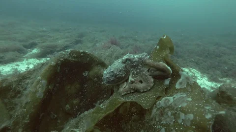 Northern octopus, Horned octopus or Curl... | Stock Video | Pond5