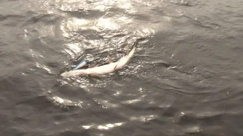 Northern pike floating on it's back with... | Stock Video | Pond5