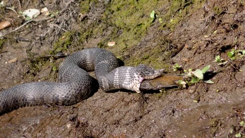 Northern Water Snake eating Bluegill fis... | Stock Video | Pond5