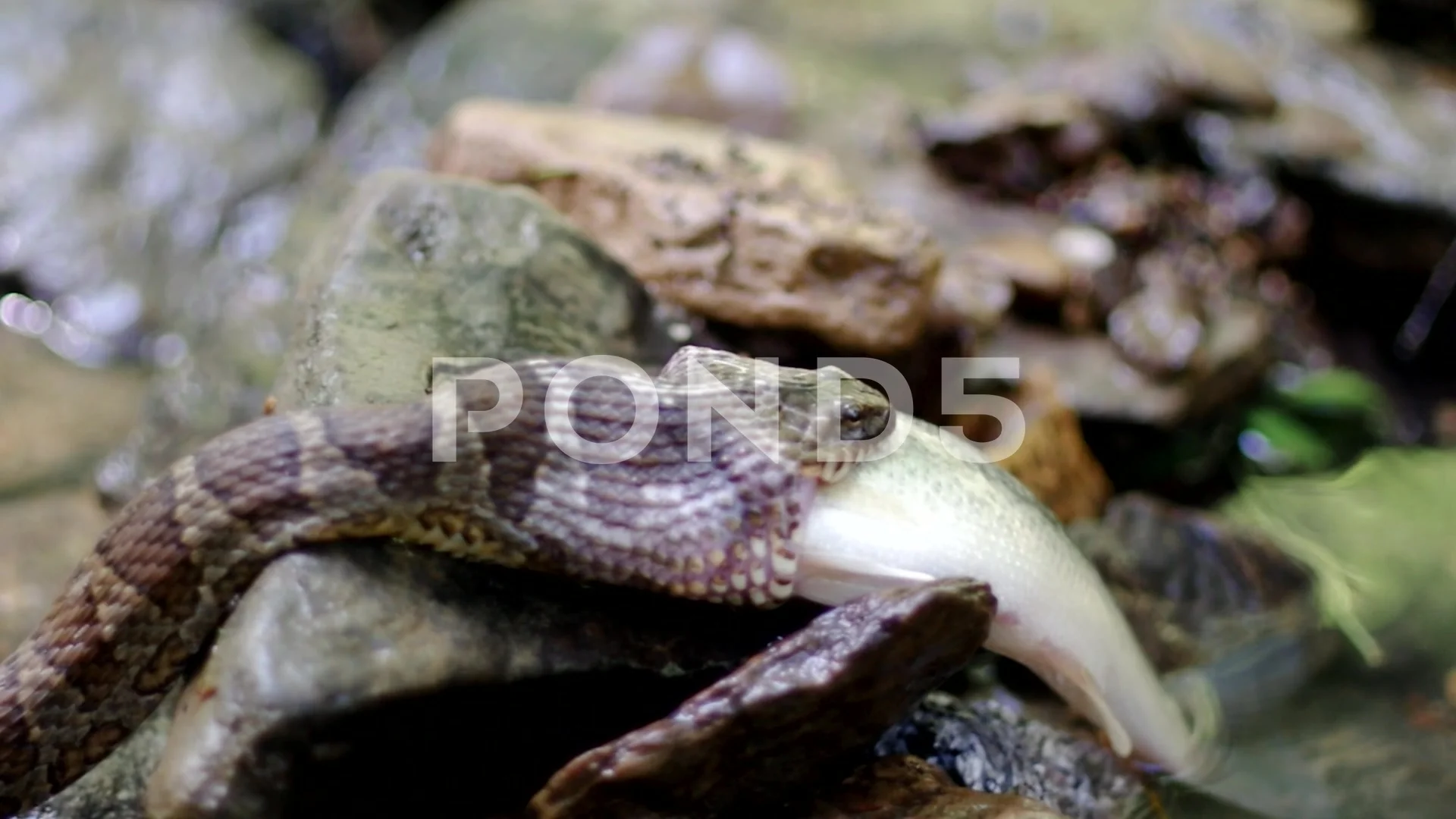 Northern Water Snake Eating
