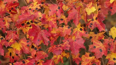 Norway maple leaves with fungal disease ... | Stock Video | Pond5