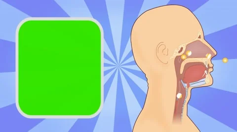 Nose - Vector Animation - Human Body - S... | Stock Video | Pond5