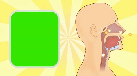 Nose - Vector Animation - Human Body - S... | Stock Video | Pond5