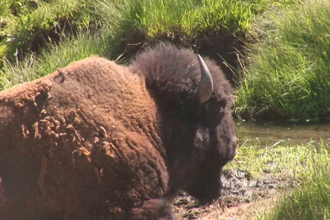 NTSC: Bison - zoom out & bison pooping | Stock Video | Pond5