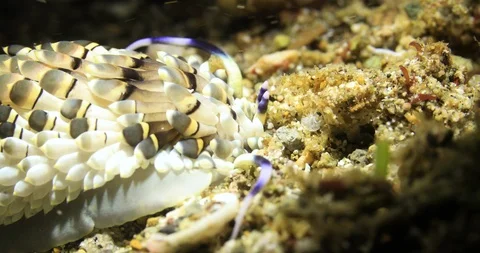 Nudibranch (Cerberilla affinis) Sea Slug... | Stock Video | Pond5