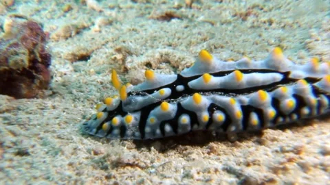 Nudibranch mollusc sea slug on seabed of... | Stock Video | Pond5