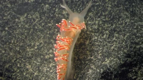 Nudibranch sea slug Flabellina in clear ... | Stock Video | Pond5