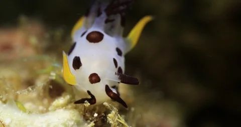 Nudibranch (Trapania japonica) Sea Slug ... | Stock Video | Pond5