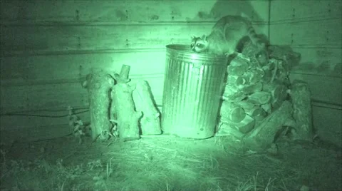 Raccoon At Night Stock Videos – Royalty-Free HD & 4K Videos