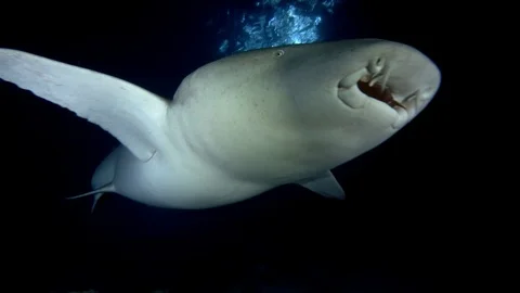 Nurse shark float under surface water in... | Stock Video | Pond5