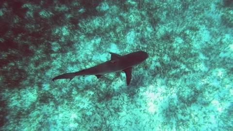 Top and Nurse Stock Video Footage | Royalty Free Top and Nurse Videos ...