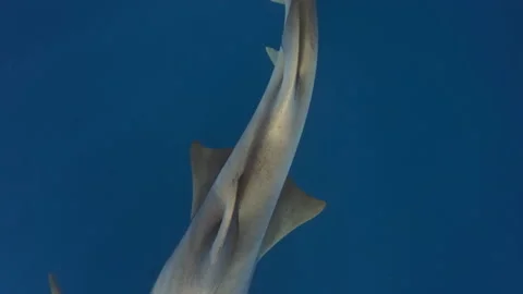 Nurse sharks. Underwater view of the Nur... | Stock Video | Pond5
