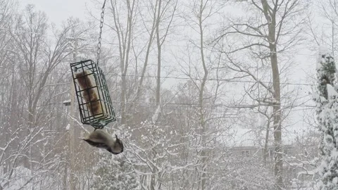 Head Hanging Down Stock Videos – Royalty-Free HD & 4K Videos | Pond5