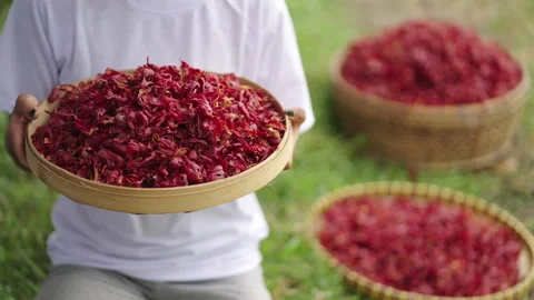 Nutmeg Farmer Stock Videos – Royalty-Free HD & 4K Videos