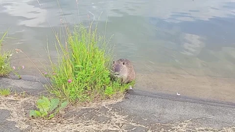 Nutria on the bank of lake eating grass ... | Stock Video | Pond5