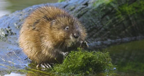 Nutria Eating. | Stock Video | Pond5