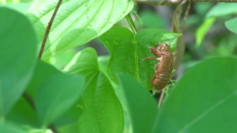 The nymph shell of a Brood X Cicada clin... | Stock Video | Pond5