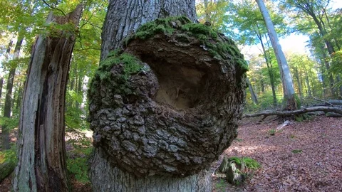 Oak forest, cancer, oak woods, oak trees... | Stock Video | Pond5