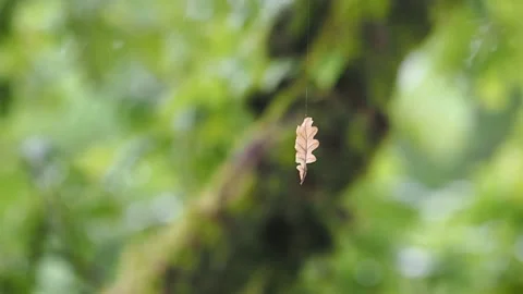 An Oak leaf spinning around suspended by... | Stock Video | Pond5
