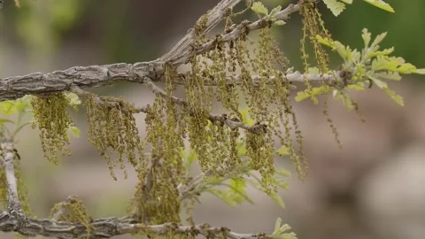 Plant Reproduction Stock Video Footage | Royalty Free Plant ...