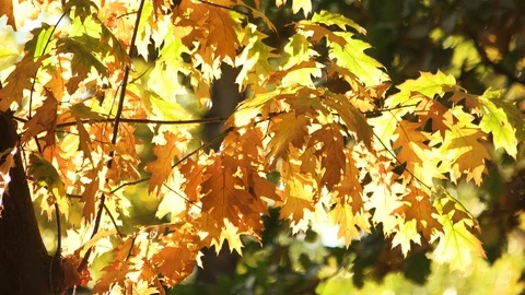 Oak Tree Blowing In Wind Stock Videos – Royalty-Free HD & 4K Videos