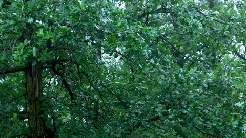 Oak Tree Blowing In Wind Stock Video Footage | Royalty Free Oak Tree ...