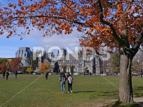 Photograph: Oak tree in brilliant fall colors on college campus #79632172