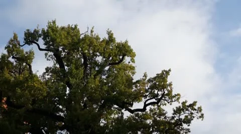 Oak Tree Timelapse Stock Videos – Royalty-Free HD & 4K Videos