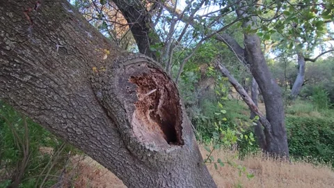 oak tree forest tree with hole and wood ... | Stock Video | Pond5