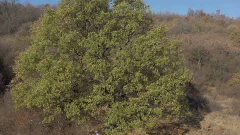 Oak tree from genus Quercus slow tilt 4K... | Stock Video | Pond5