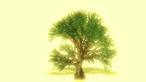 Oak Tree Growth Animation Stock Videos – Royalty-Free HD & 4K Videos