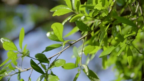 Oak Tree Blowing In Wind Stock Videos – Royalty-Free HD & 4K Videos