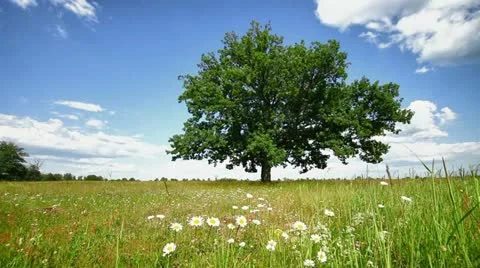 oak tree on a meadow | Stock Video | Pond5