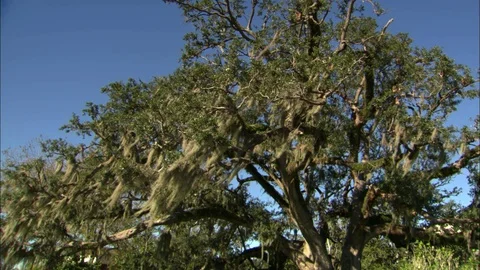 Oak Tree Blowing In Wind Stock Video Footage | Royalty Free Oak Tree ...