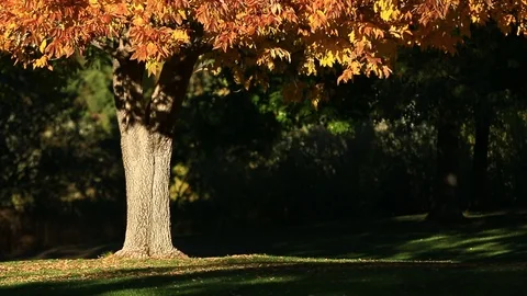 OAK TREE PAN CLOSE FALL COLOR | Stock Video | Pond5