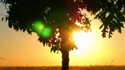 Oak tree on a sunset background. The sun... | Stock Video | Pond5