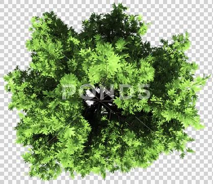 Oak tree top view isolated - 3d rendering ~ Clip Art #202183047