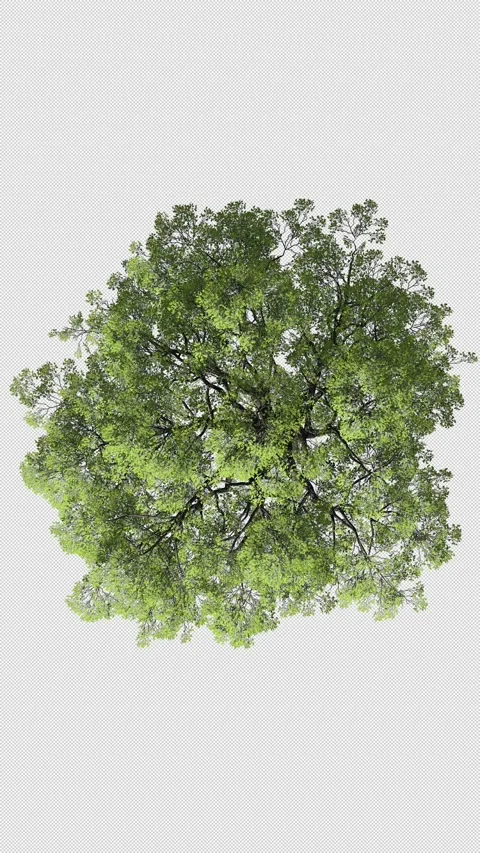 Oak Tree in Windy Condition 3D Animation... | Stock Video | Pond5