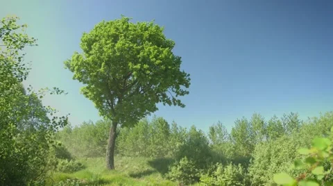 Windy Weather Stock Footage ~ Royalty Free Stock Videos | Pond5