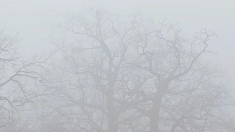 Oak trees silhouettes in winter gray fog... | Stock Video | Pond5