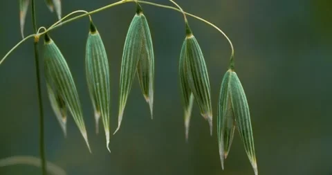 Oat grains on a branch. Oats close up. G... | Stock Video | Pond5
