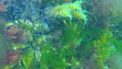 Obelia hydroid polyps and green algae on... | Stock Video | Pond5