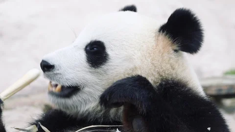 Bear Breakfast Stock Footage ~ Royalty Free Stock Videos | Pond5