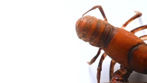 Obey Stock Video Footage | Royalty Free Obey Videos | Pond5