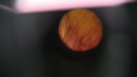 Observing rotifers under a microscope in... | Stock Video | Pond5