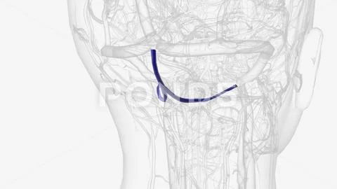 The occipital sinus is the smallest of the dural venous sinuses 3d ...