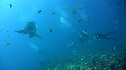 Ocean sunfish (Mola mola) with big shark... | Stock Video | Pond5