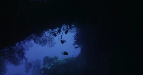 Images On Epic Stock Videos – Royalty-Free HD & 4K Videos