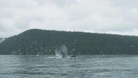 Ocean's Marvel: Blue Whales Feeding with... | Stock Video | Pond5